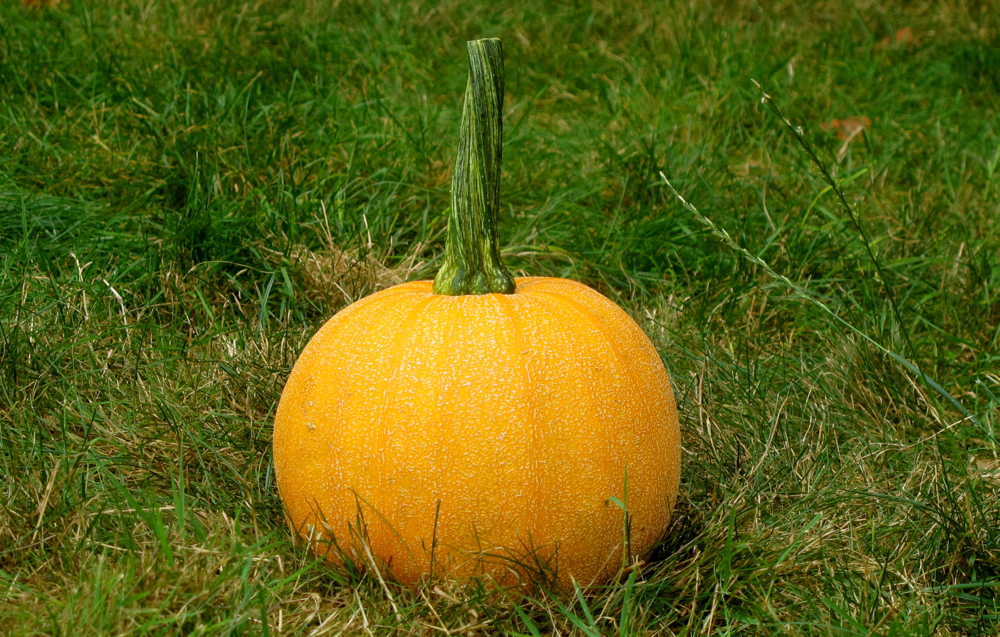 Divine Pie Pumpkins, Pumpkin Seeds & Pumpkin Brown Rice Pudding – Gazing In
