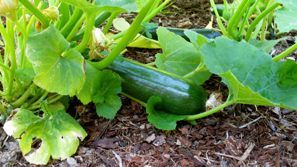 Gluten-Free & Vegan Zucchini Bread – Gazing In